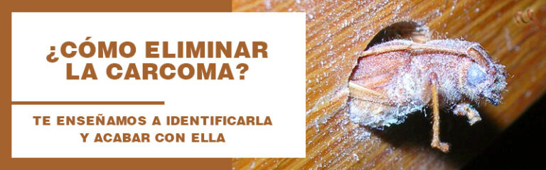 Elimina de manera definitiva la Carcoma 【 Guía Completa